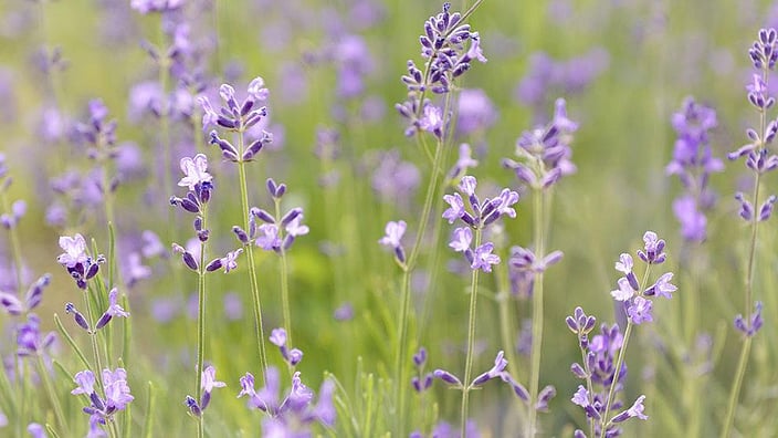 Les bienfaits de la lavande - Weleda