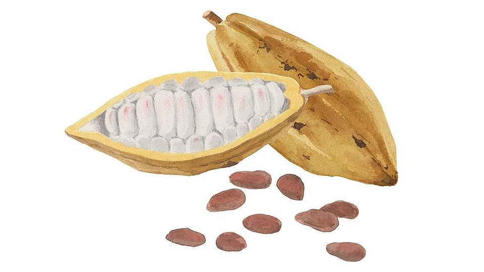 Theobroma Cacao (Cocoa) Seed Butter - WELEDA